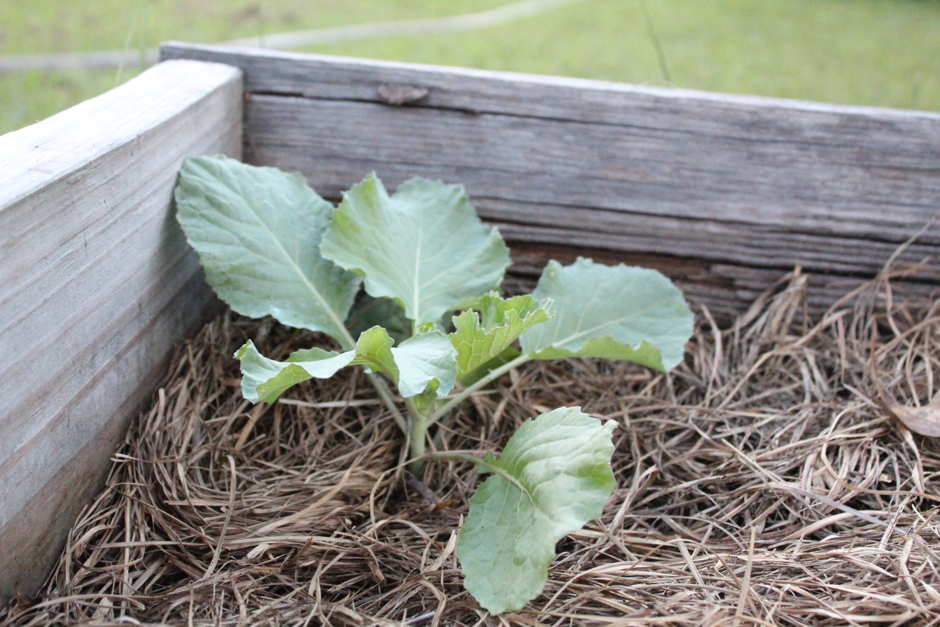 10 Fall Vegetables To Plant For A Spring Harvest - Dark Family Homestead